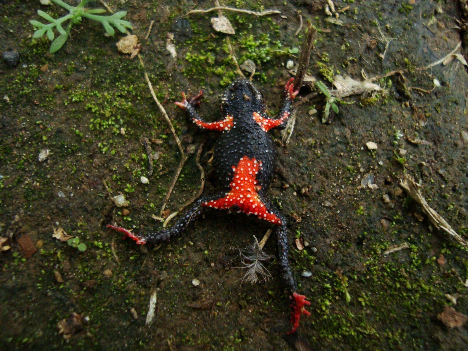 Toad Facts (@toadfacts@toad.social) - toad.social