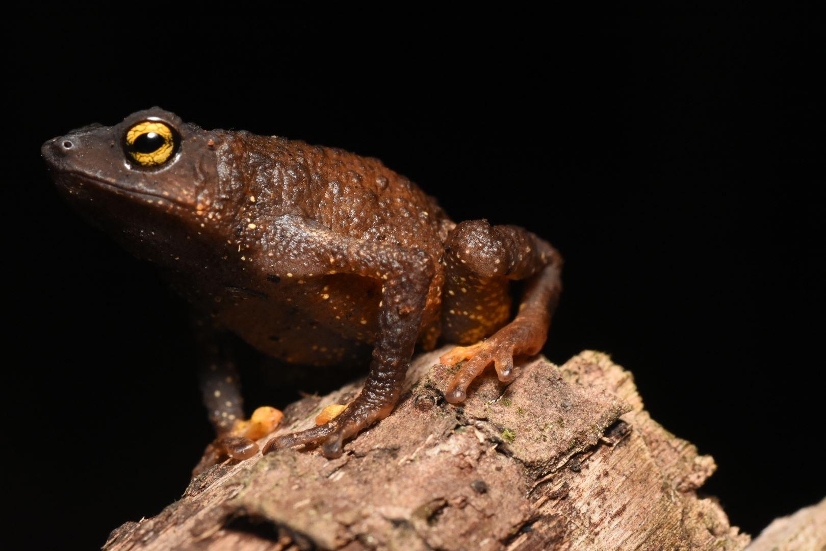 Toad Facts (@toadfacts@toad.social) - toad.social