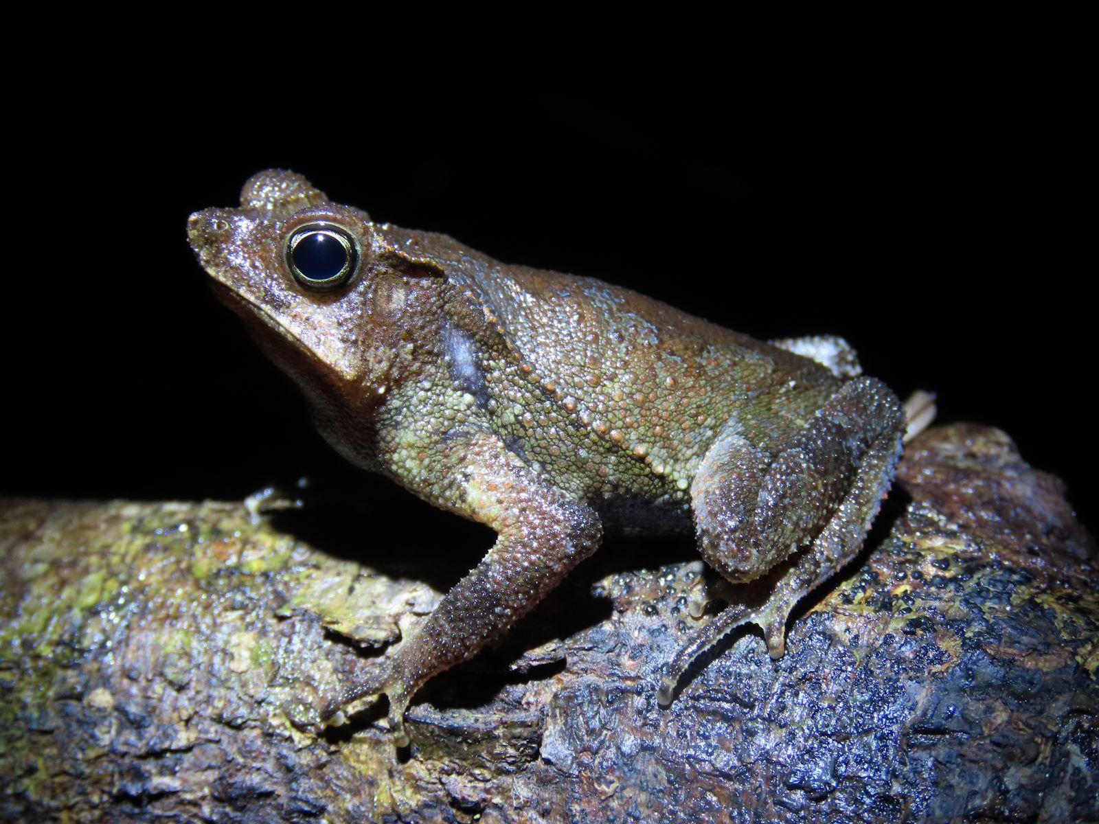 Toad Facts (@toadfacts@toad.social) - toad.social